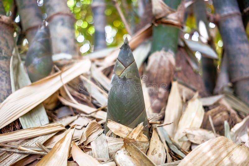 Little bamboo shoot stock photo. Image of bamboo, thailand - 120457418