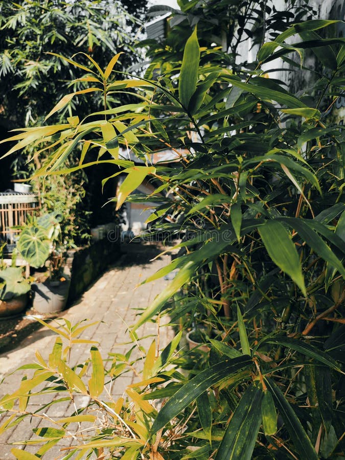 Little Bamboo stock image. Image of tropics, food, exposed - 261865695