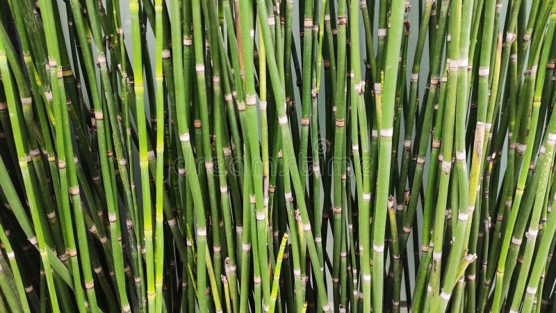 Little bamboo tree stock image. Image of twig, trunk - 210800429
