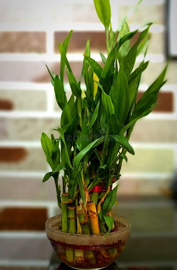 Little bamboo tree nuturel stock photo. Image of bamboo - 264876714