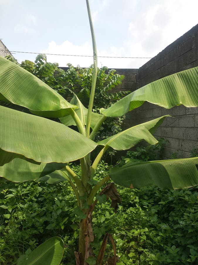 Little Banana Tree that Has No Fruit Stock Image - Image of little ...