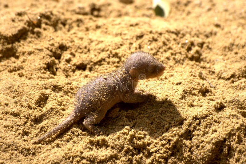 Little Banded Mongoose Baby Stock Image - Image of tail, lite: 5994409