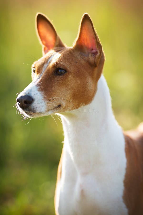 Little Basenji Breed of Hunting Dog Stock Image - Image of muzzle ...