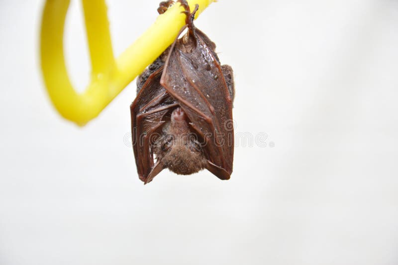 Little bat stock image. Image of biodiversity, cave, frightened - 35135369