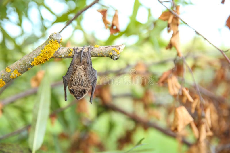 Little Bat on Green Nature Background Stock Photo - Image of forest ...