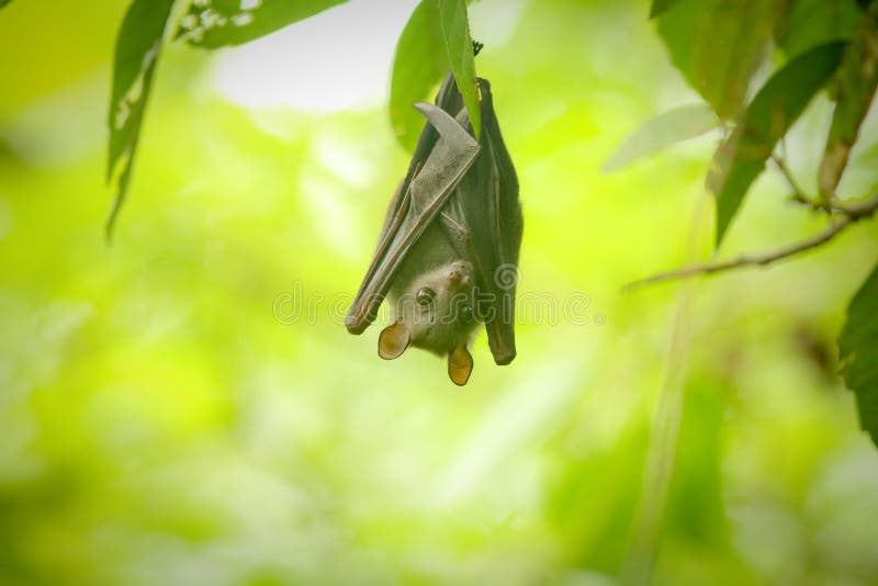 Flying bats in cave stock image. Image of granite, climbing - 5310261