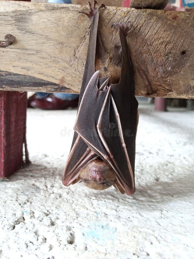 Little Bat Sleep in My Wood Chair Stock Image - Image of chair, little ...