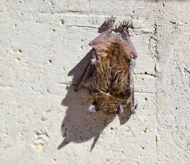 Little Brown Bat Sleeping stock photo. Image of animals - 3259024