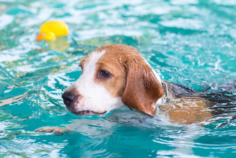 Are Beagles Good Swimmers
