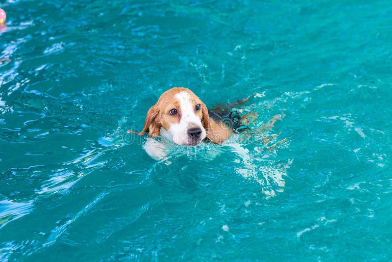 Little Beagle Dog Swimming in the Pool Stock Photo - Image of holiday ...