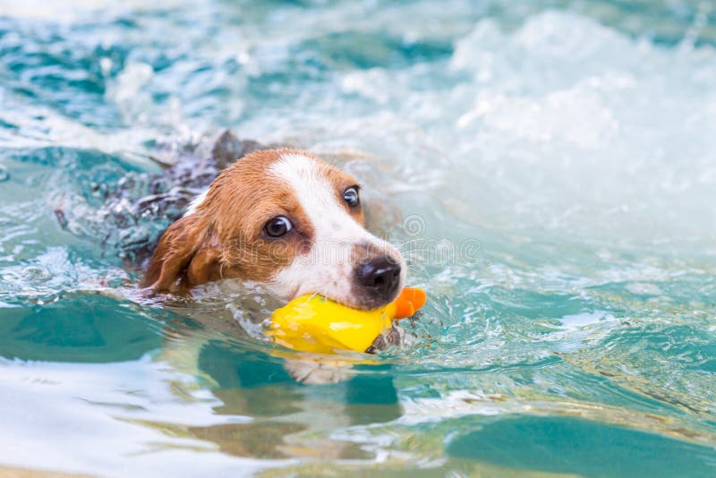 Little Beagle Dog Swimming in the Pool Stock Photo - Image of bathing ...