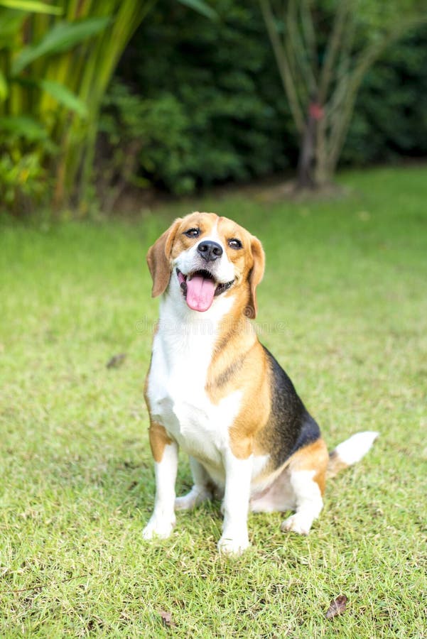 Little beagle puppy stock image. Image of mammal, exterior - 48120707
