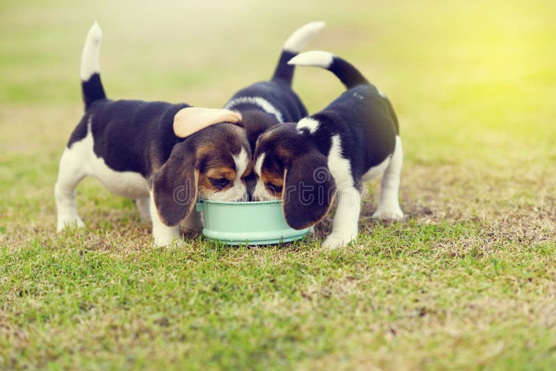 Little Beagles eating feed stock photo. Image of food - 106680620
