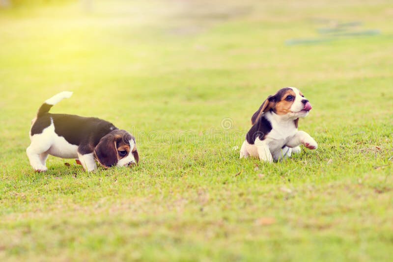Little Beagles stock image. Image of canine, friendship - 100930253