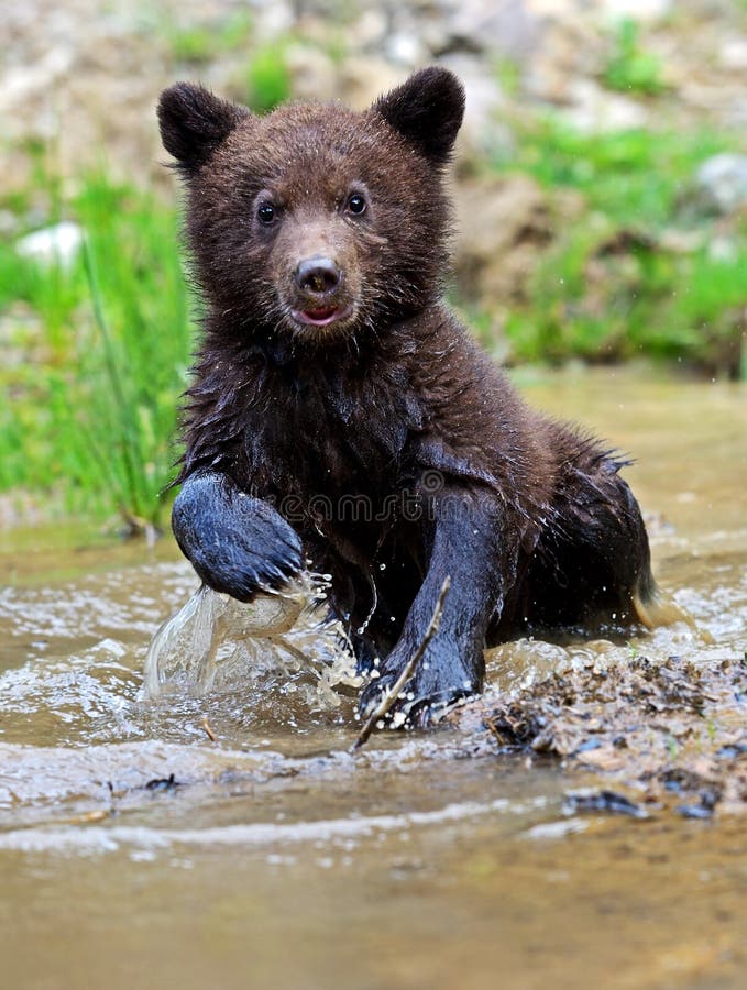 Little Bear stock photo. Image of carpathian, fauna, spring - 31566252
