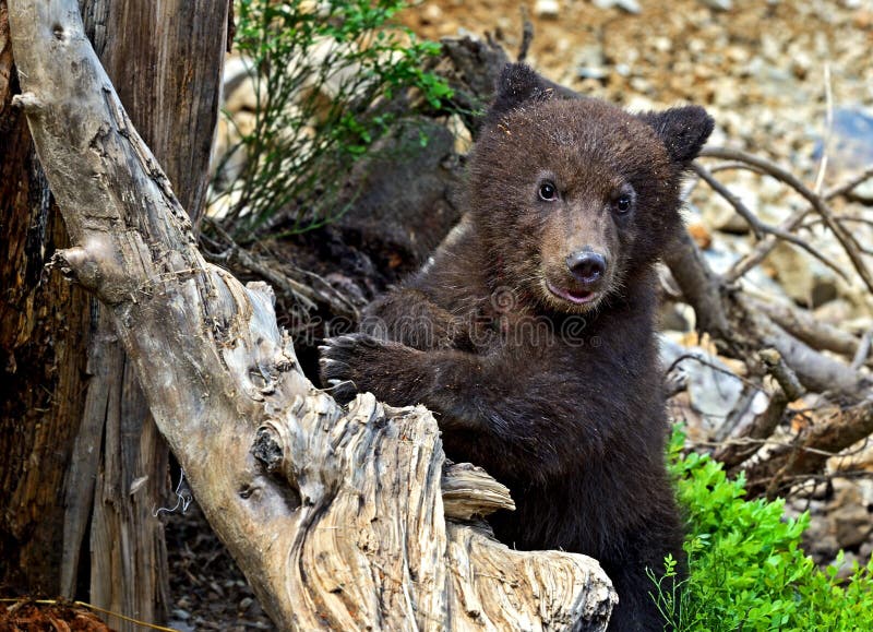 Little Bear stock photo. Image of carpathian, animal - 32188722