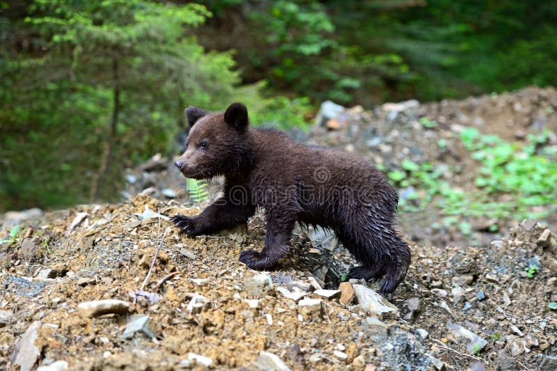 Little Bear stock image. Image of animals, trees, mammal - 32188735