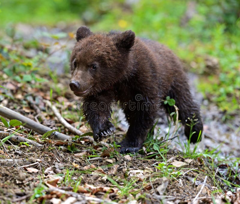 Little Bear stock image. Image of animal, trees, nature - 32771291