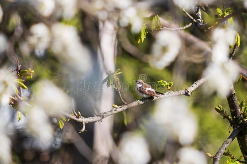 Little Beautiful Bird among the Spring Bloom Stock Photo - Image of ...