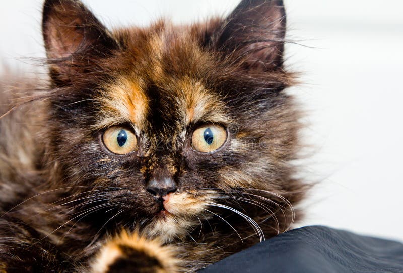 Little Beautiful Cat Looking at You Stock Image - Image of coloured ...