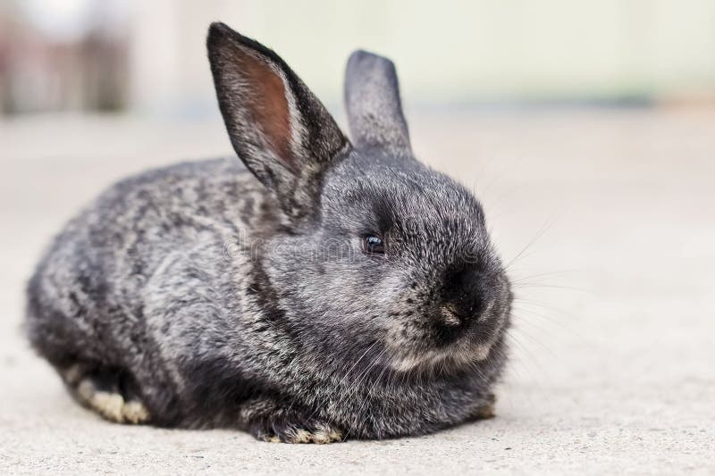 Little Beautiful Fluffy Gray Bunny Stock Photo - Image of cleaned, cold ...