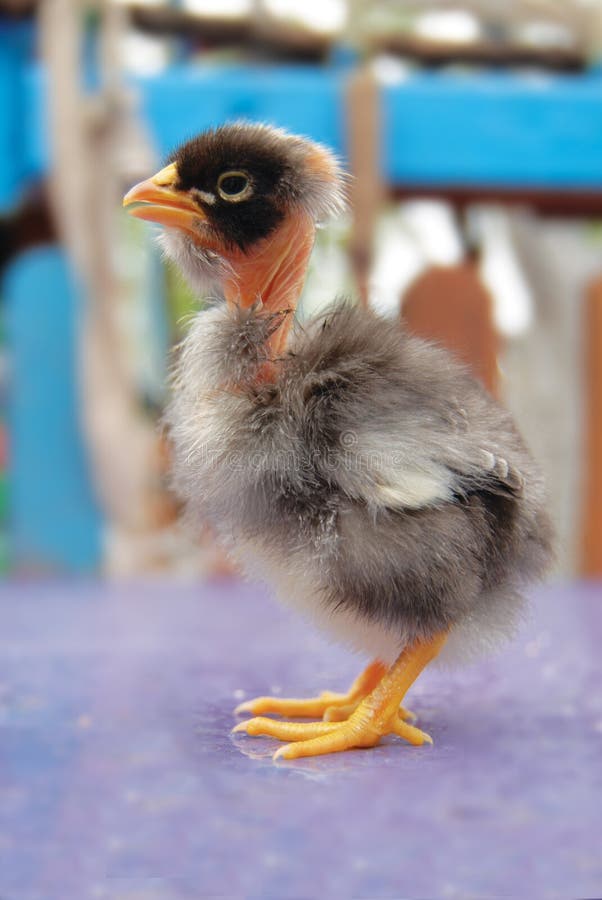 Little Beautiful Fuzzy Chicken Stock Photo - Image of fuzzy, fancy: 9628876