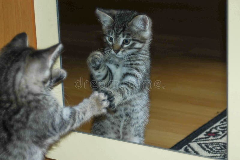 Little Beautiful Playful Kitten First See the Reflection of Himself in ...
