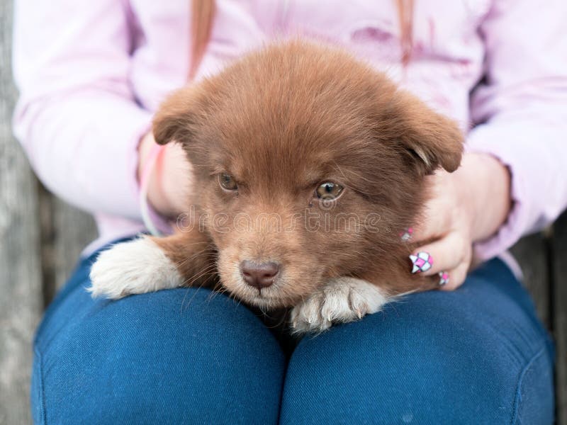 Little Beautiful Red Puppy in Female Hands Stock Photo - Image of color ...