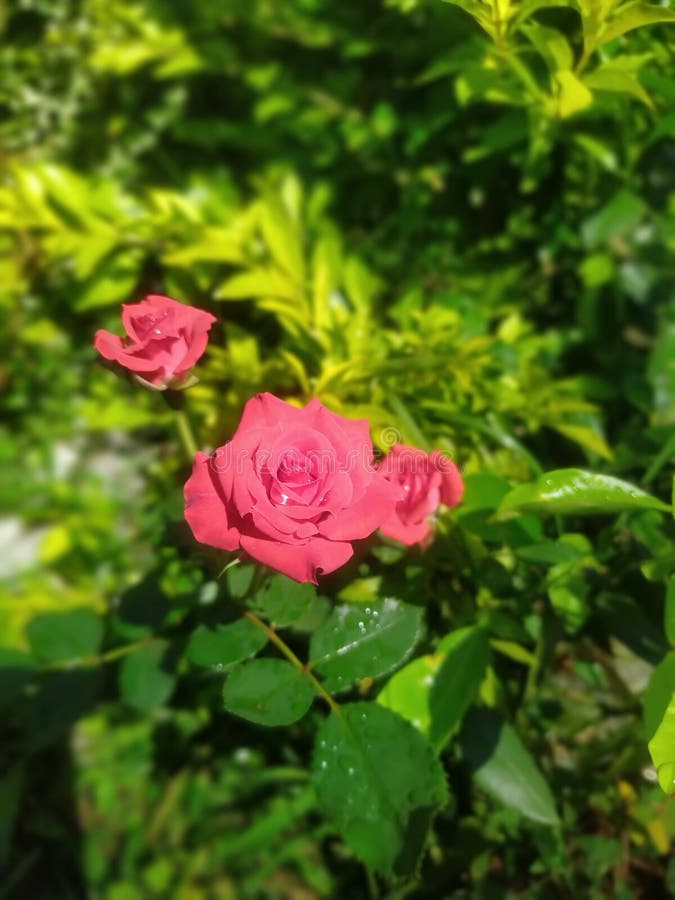Little Beautiful Red Rose in Nature Stock Photo - Image of beautiful ...