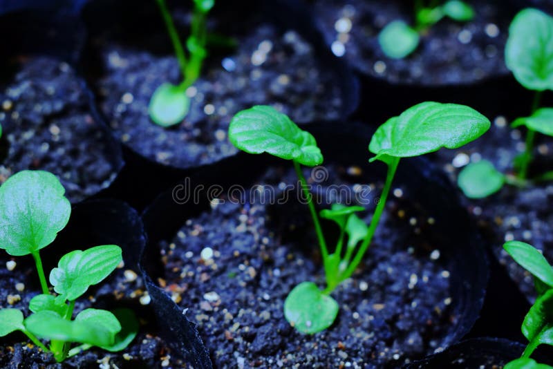 Little Beautiful Sprout Viola Flower in Spring Stock Photo - Image of ...