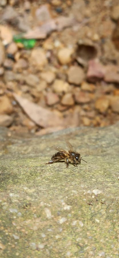 A little bee stock photo. Image of animal, insect, little - 222974660