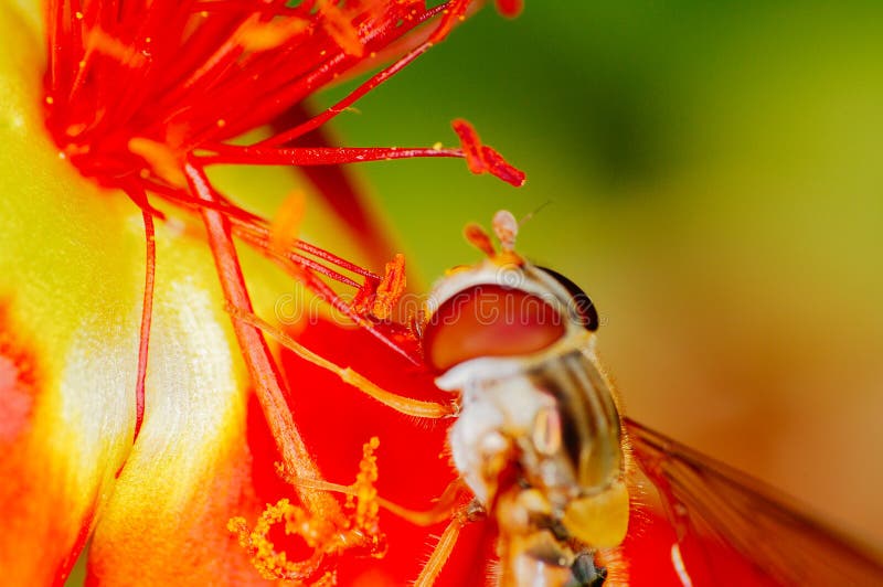 Little Bee Collecting Pollen from a Red Flower in Garden Stock Image ...