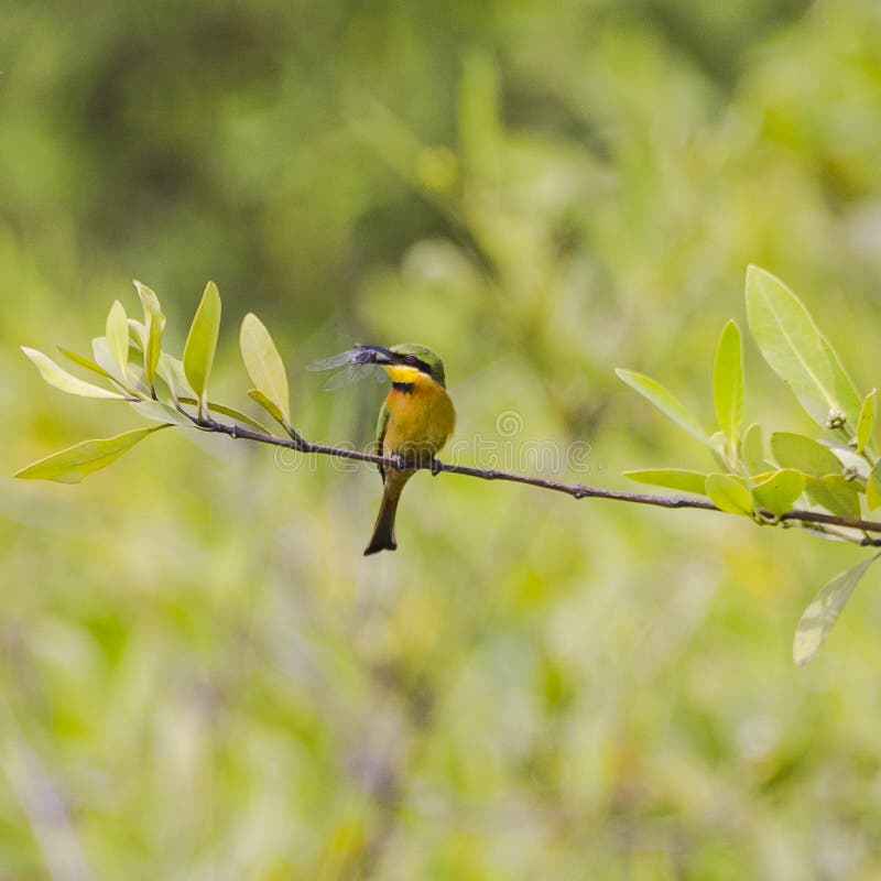 Little Bee-eater stock image. Image of branch, animals - 38084779