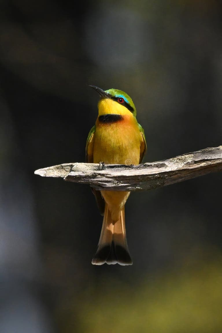 11,486 Little Bill Trampoline Stock Photos - Free & Royalty-Free Stock ...
