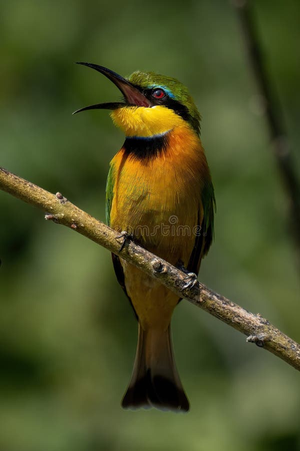 Little Bee-eater on Diagonal Branch Opens Beak Stock Image - Image of ...