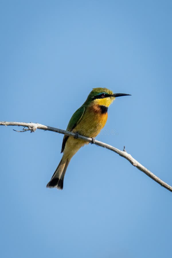Little Bee-eater Facing Right on Sunlit Branch Stock Image - Image of ...