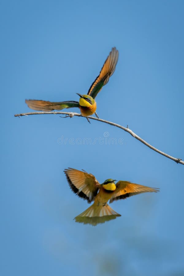Little Bee-eater Lands As Another Takes Off Stock Photo - Image of ...