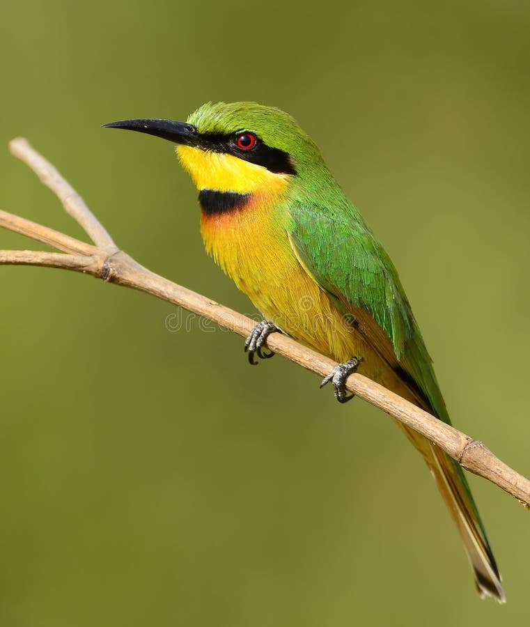Little Bee-eater on the Lookout. Stock Photo - Image of parakeet, beak ...