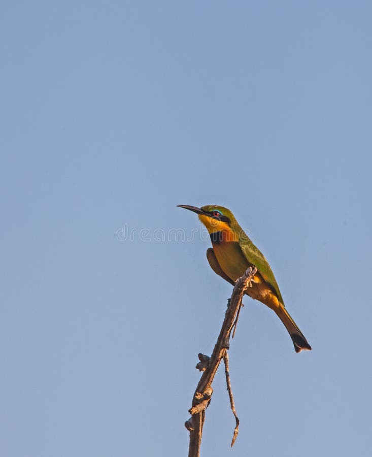 Little Bee-eater Merops Pusillus 10830 Stock Image - Image of african ...