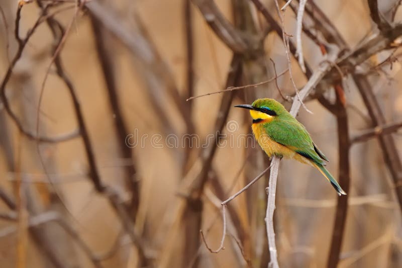 Little Bee-Eater (Merops Pusillus) Stock Photo - Image of wildlife ...