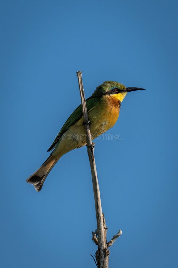 Little Bee-eater in Profile on Dry Branch Stock Image - Image of ...