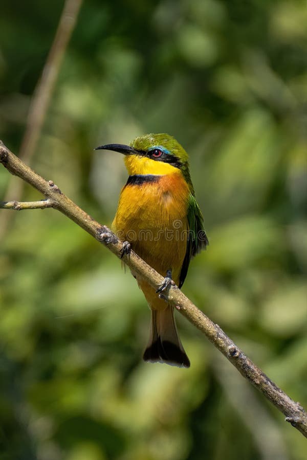 Little Bee-eater on Slanted Branch Facing Left Stock Image - Image of ...