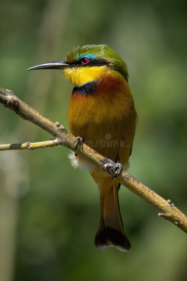 Little Bee-eater on Thin Branch Facing Left Stock Image - Image of ...