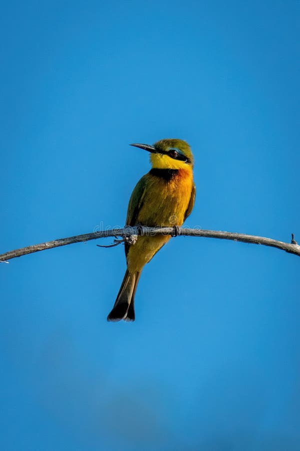 Little Bee-eater Turns Head on Curved Branch Stock Image - Image of ...
