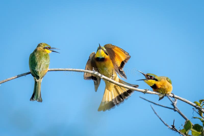 Little Bee-eaters on Branch Chase Off Another Stock Image - Image of ...
