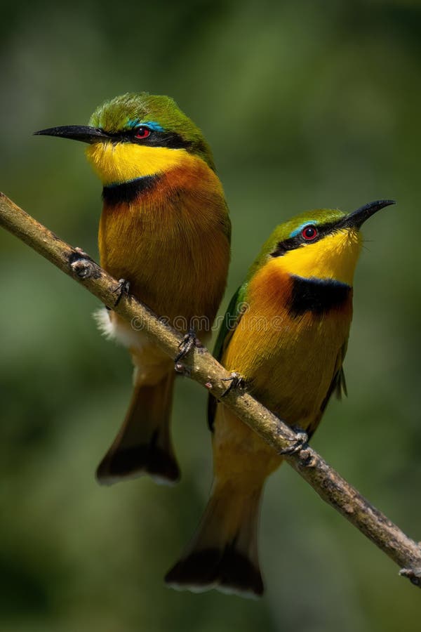Little Bee-eaters with Catchlights on Diagonal Branch Stock Image ...