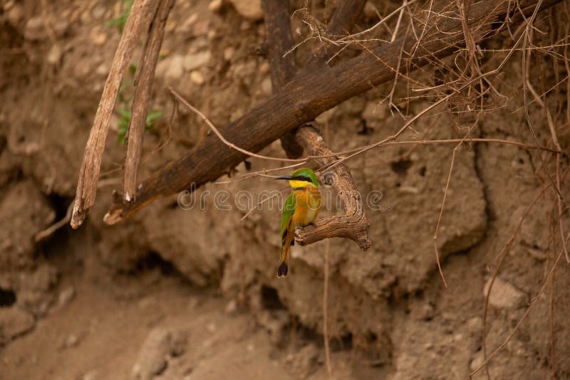Little Bee-eaters Merops Pusillus on Branch Stock Photo - Image of ...