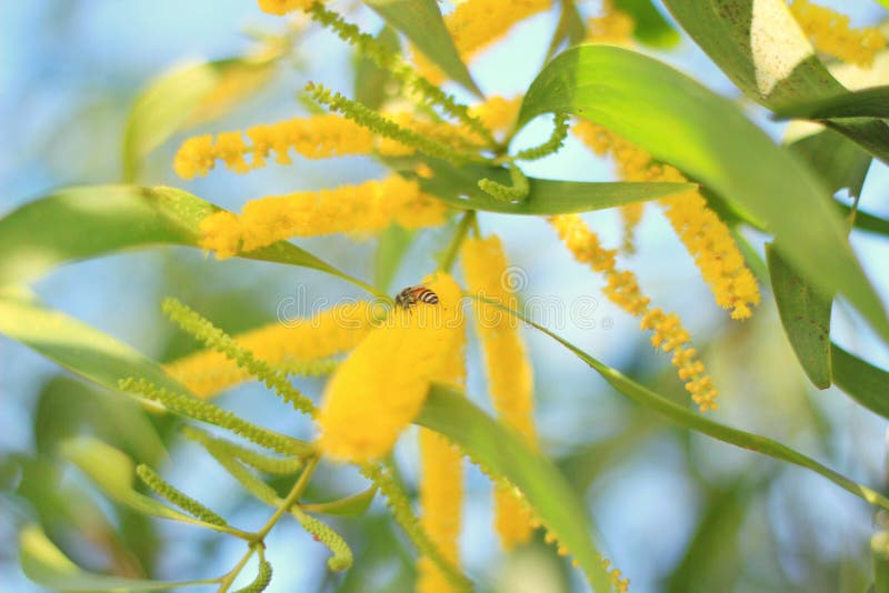 A Little Bee is Eating Nectar from the Bright Yellow Flower Pollen of ...