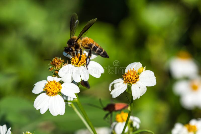 Little bee on flower stock photo. Image of season, animal - 55799930