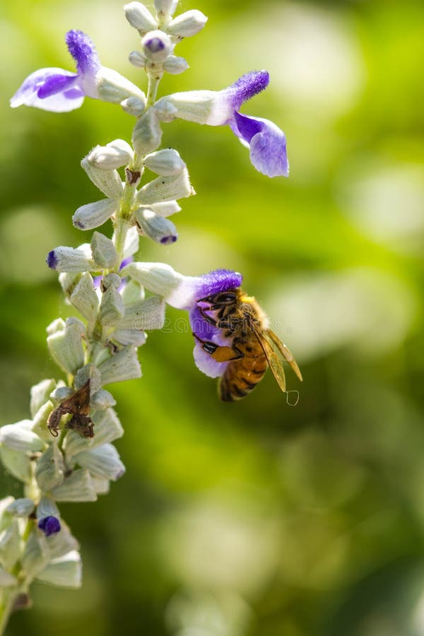Little bee on flower stock image. Image of plant, blooming - 49981685